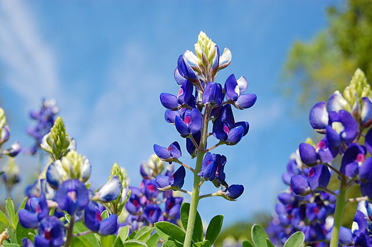How to Grow Bluebonnets: Essential Tips for Soil Preparation, Planting ...